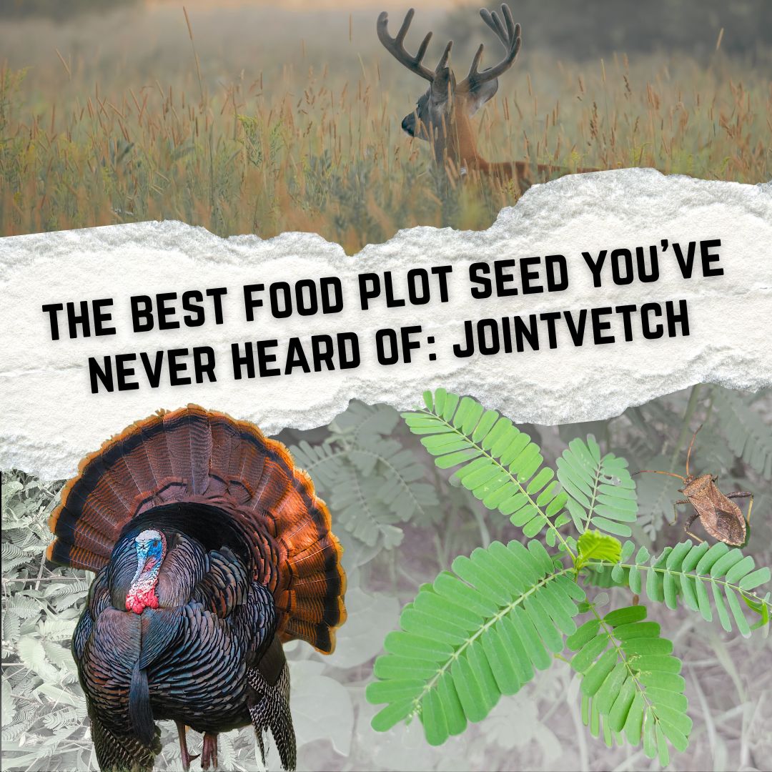 The Best Food Plot Seed You've Never Heard of: Jointvetch – Whitetail Hill
