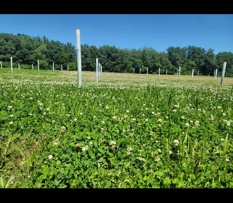 Kill Plot – Whitetail Hill