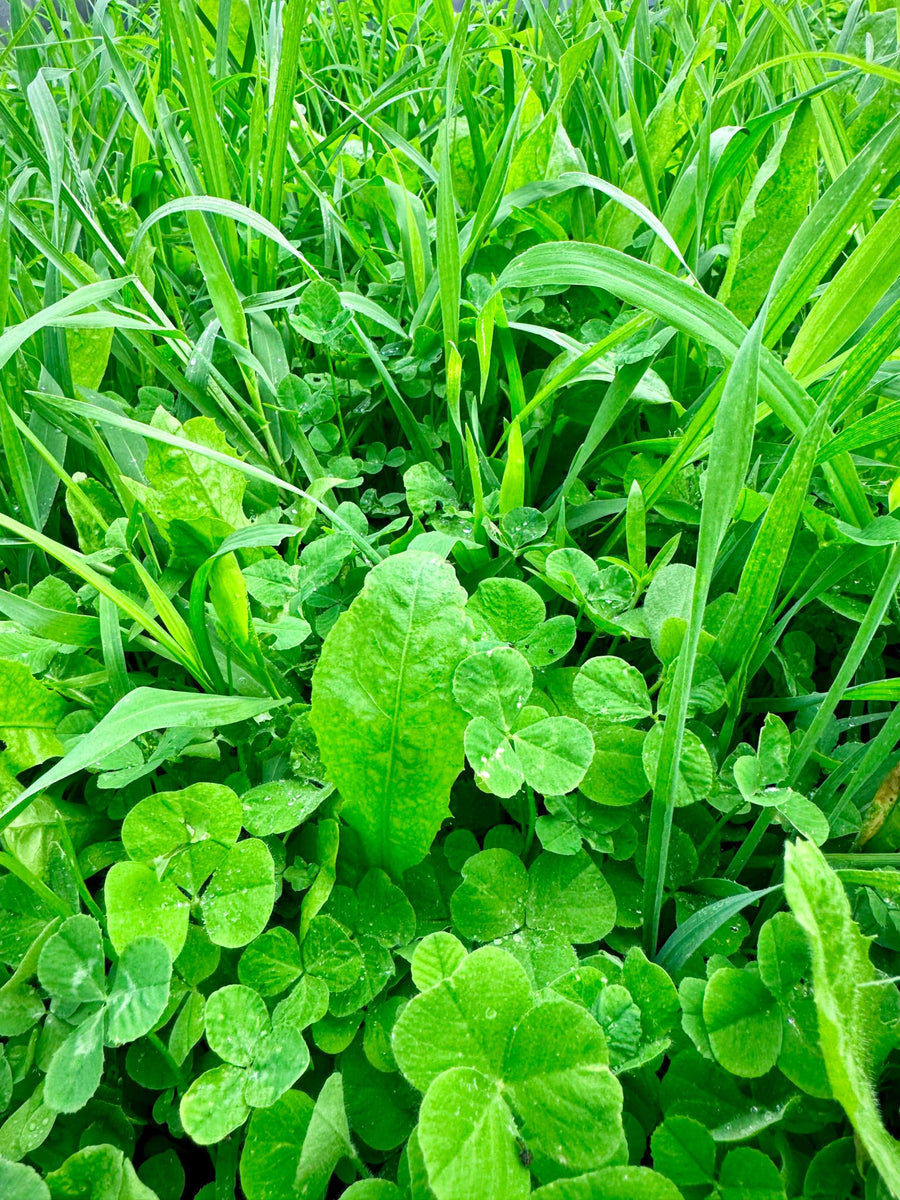 Bucks and Beards – Whitetail Hill