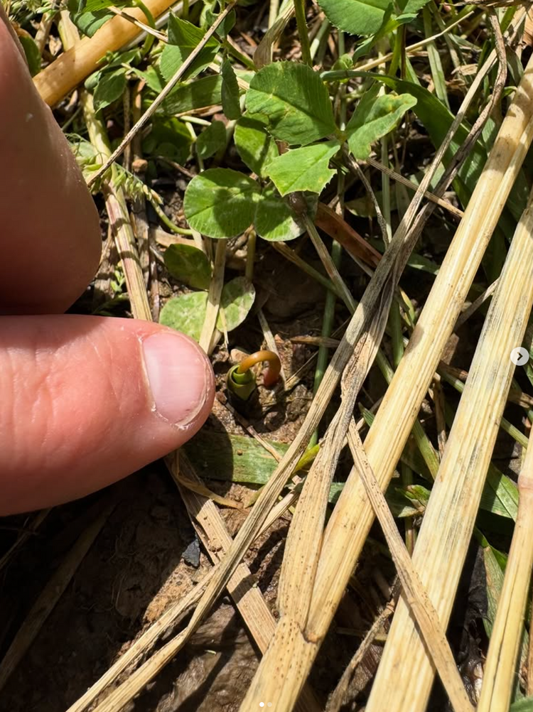 Kill Plot – Whitetail Hill